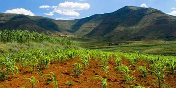 How can agriculture improve in Lesotho in the next few years