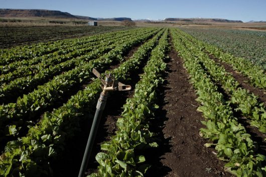 What crops are grown in Lesotho in the agriculture sector